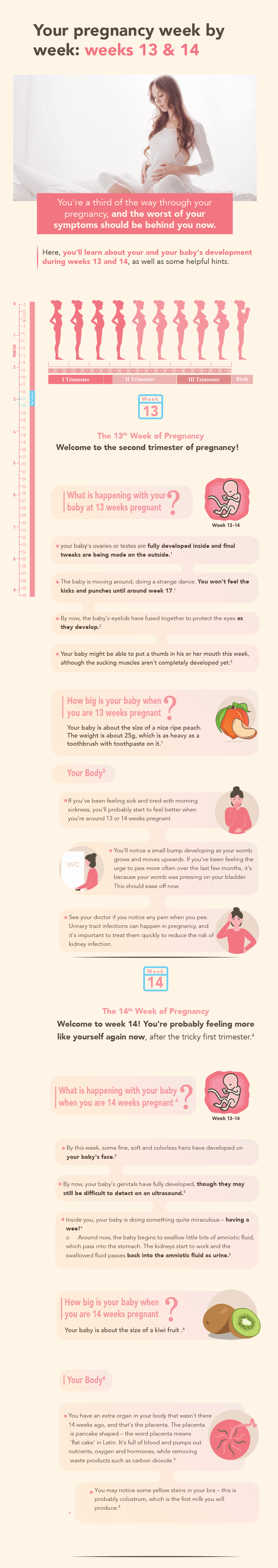 Pregnancy Weeks 13-14 | Wyeth Nutrition Parenting Community