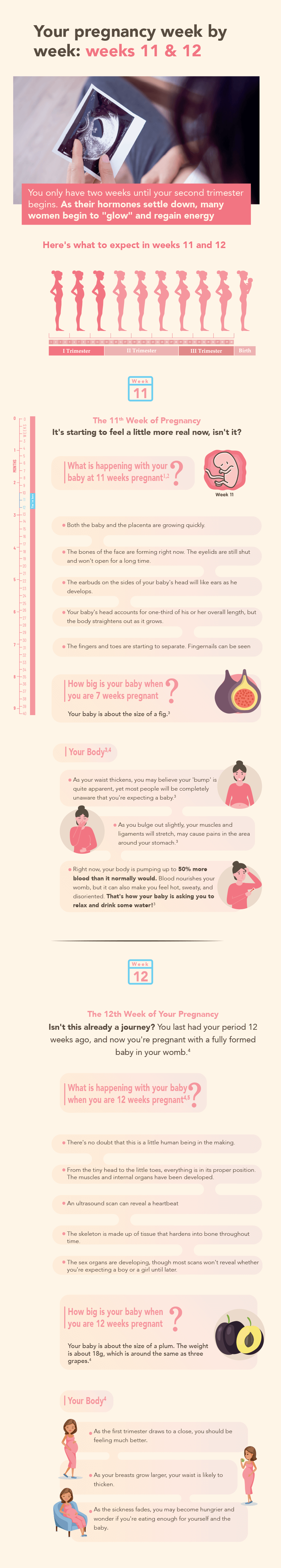 Pregnancy Weeks 11-12 | Wyeth Nutrition Parenting Community